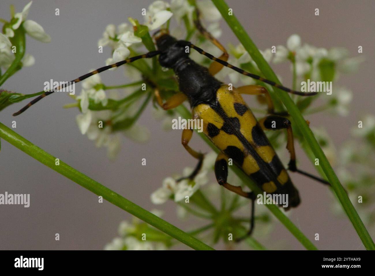 Spotted Longhorn Beetle (Rutpela maculata Stock Photo - Alamy
