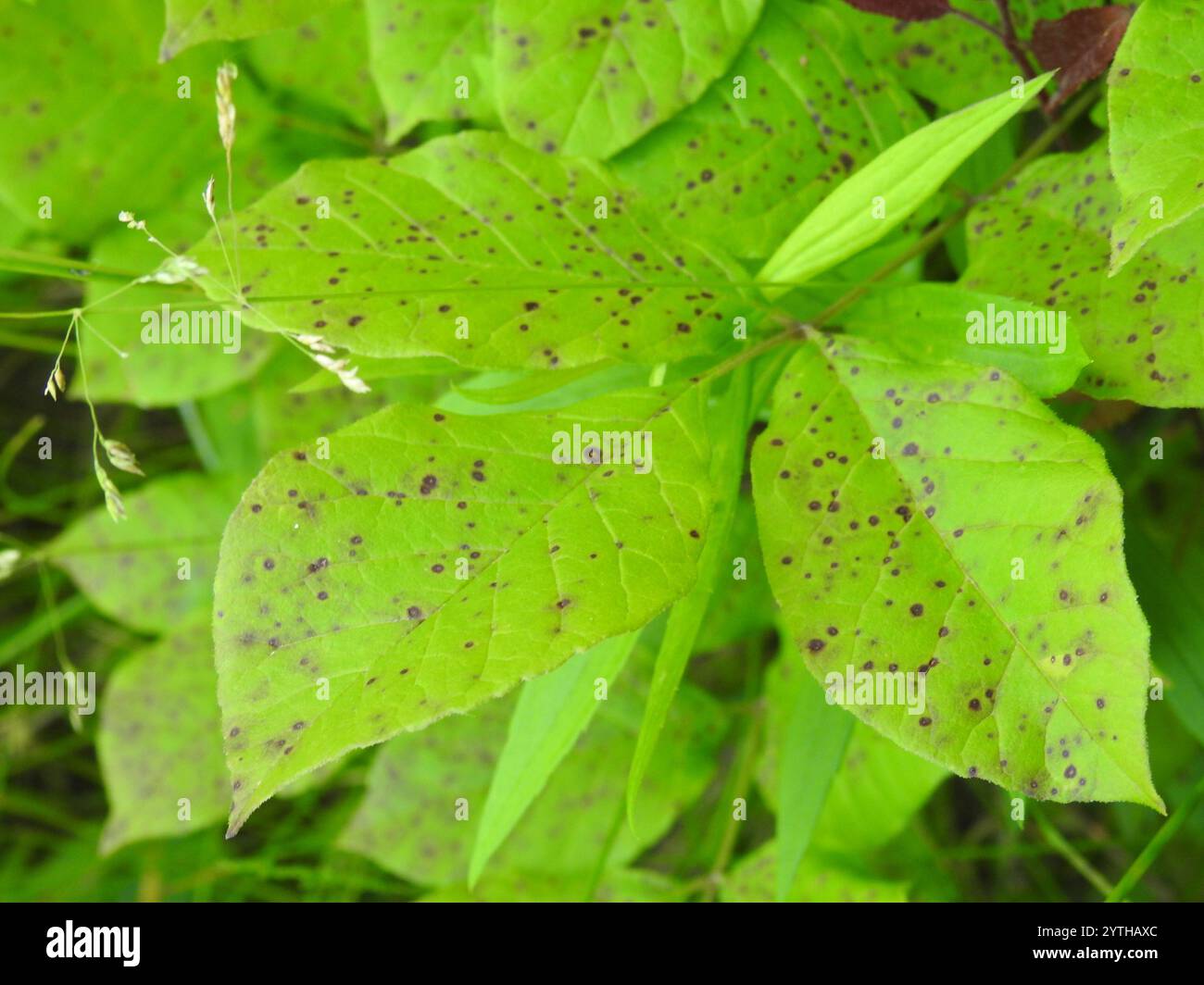 Ash Leaf Spot (Mycosphaerella fraxinicola Stock Photo - Alamy
