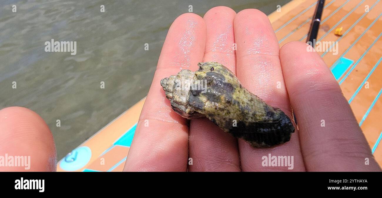 American Crown Conch (Melongena corona Stock Photo - Alamy