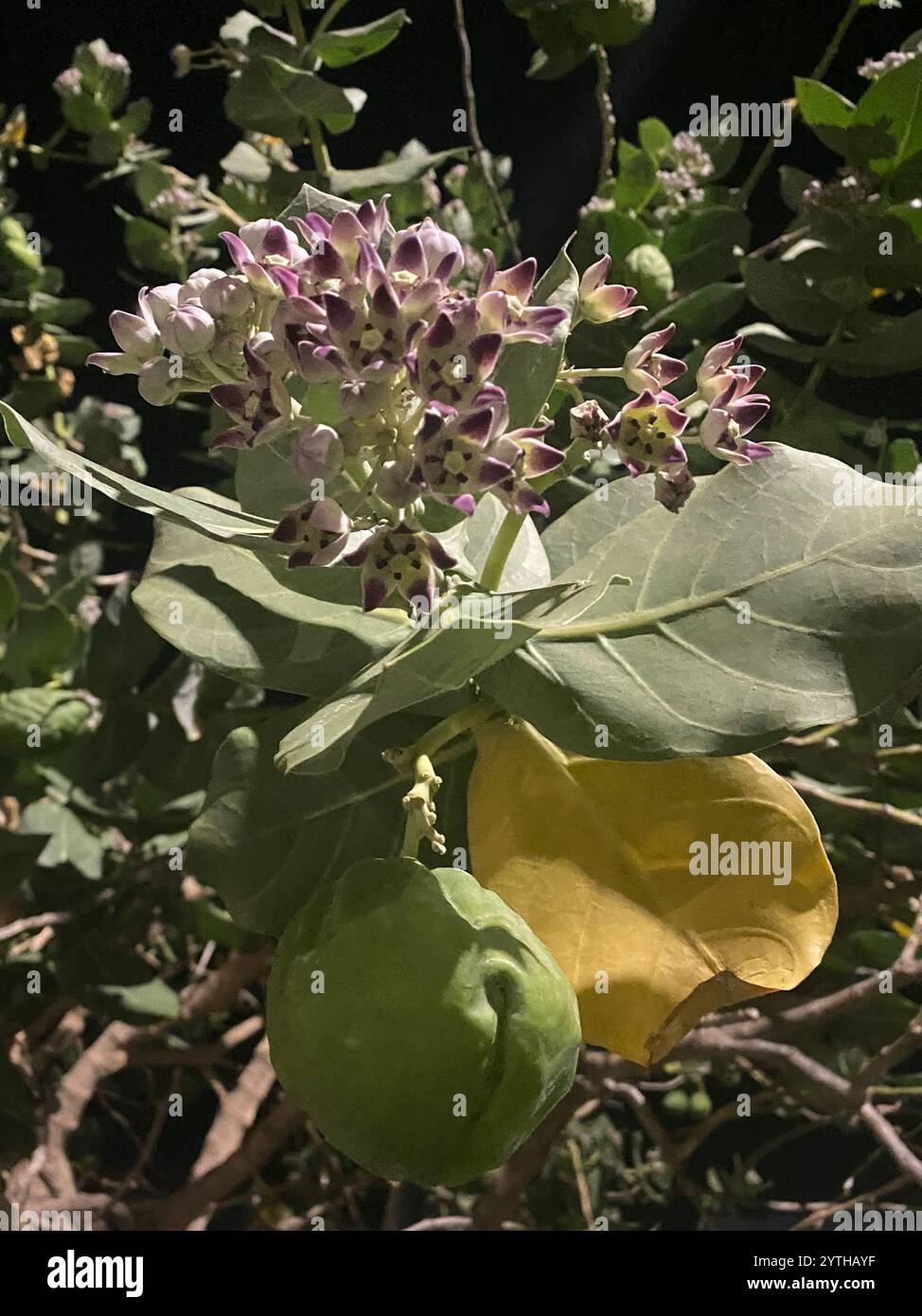 giant milkweed (Calotropis procera Stock Photo - Alamy