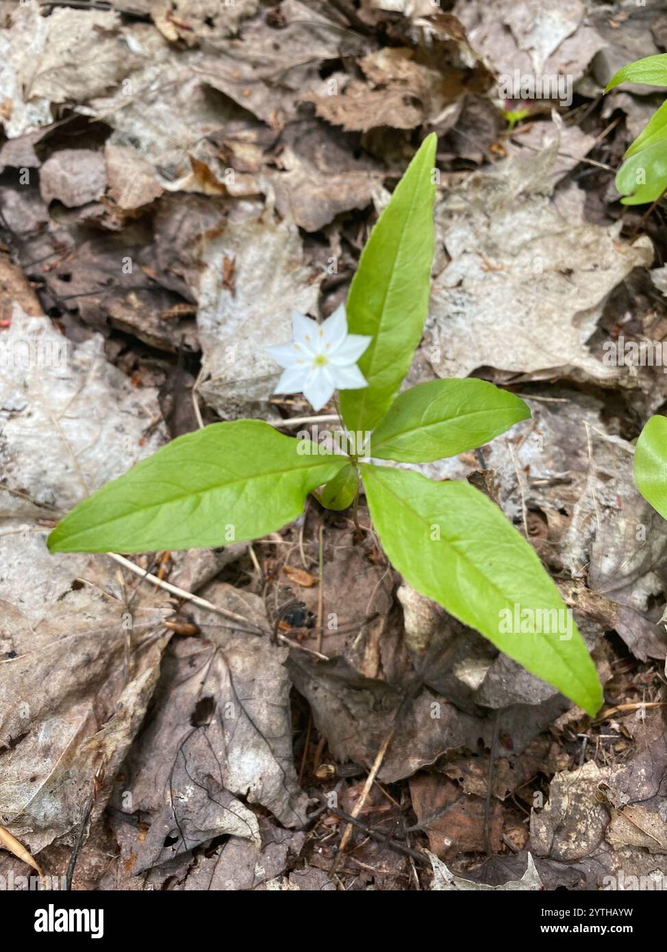 northern starflower (Lysimachia borealis Stock Photo - Alamy