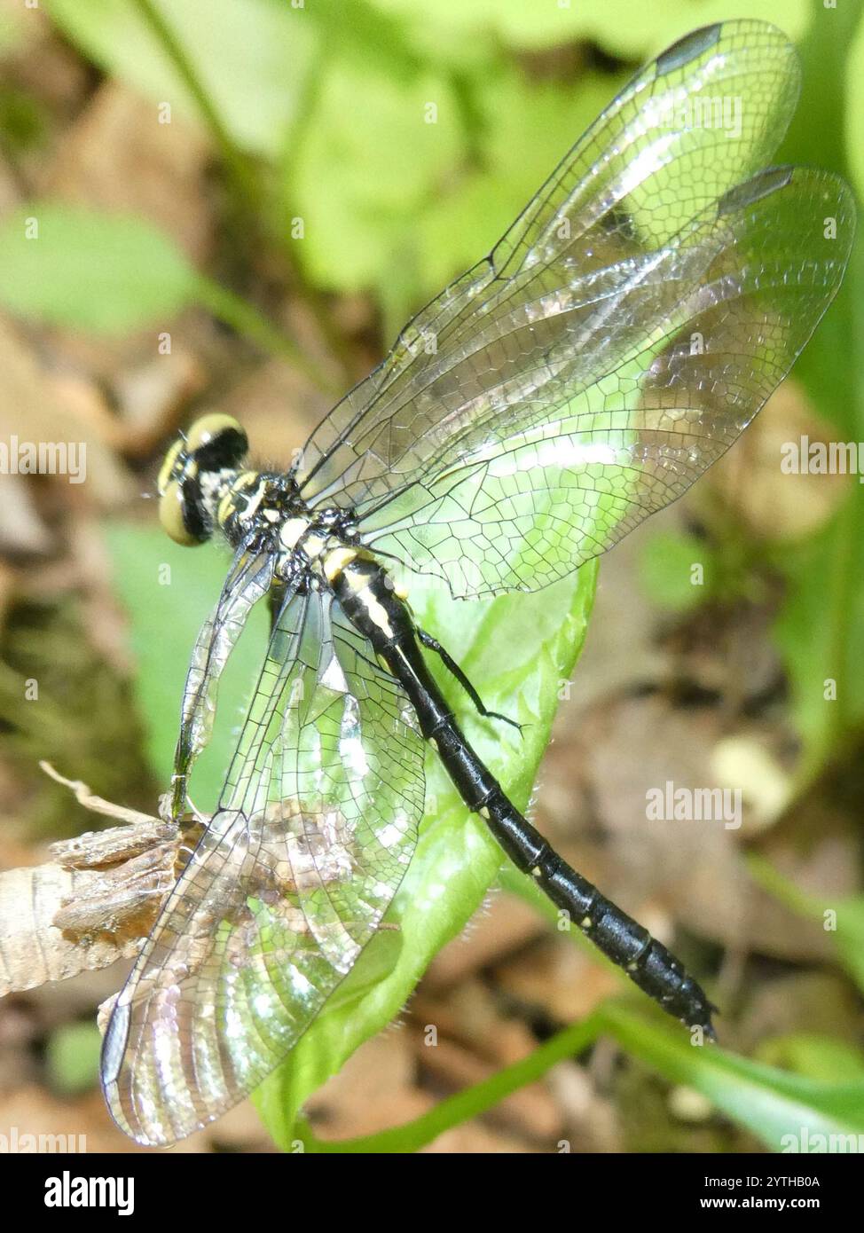Northern Pygmy Clubtail (Lanthus parvulus Stock Photo - Alamy