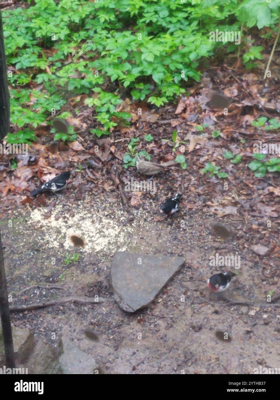Rose-breasted Grosbeak (Pheucticus ludovicianus Stock Photo - Alamy