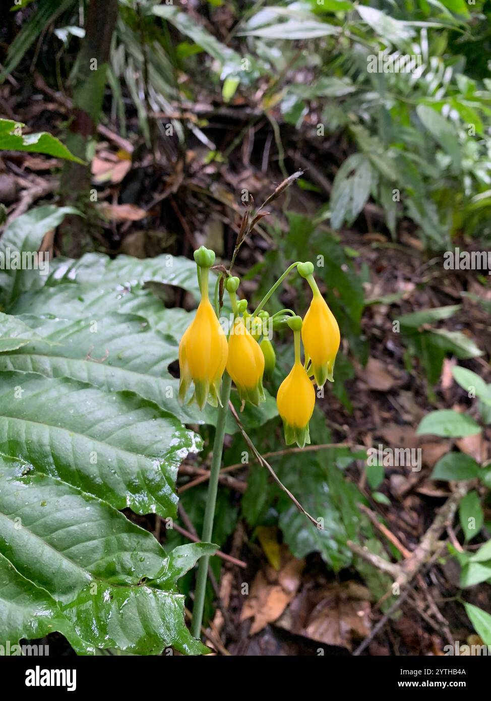 Urceolina hi-res stock photography and images - Alamy