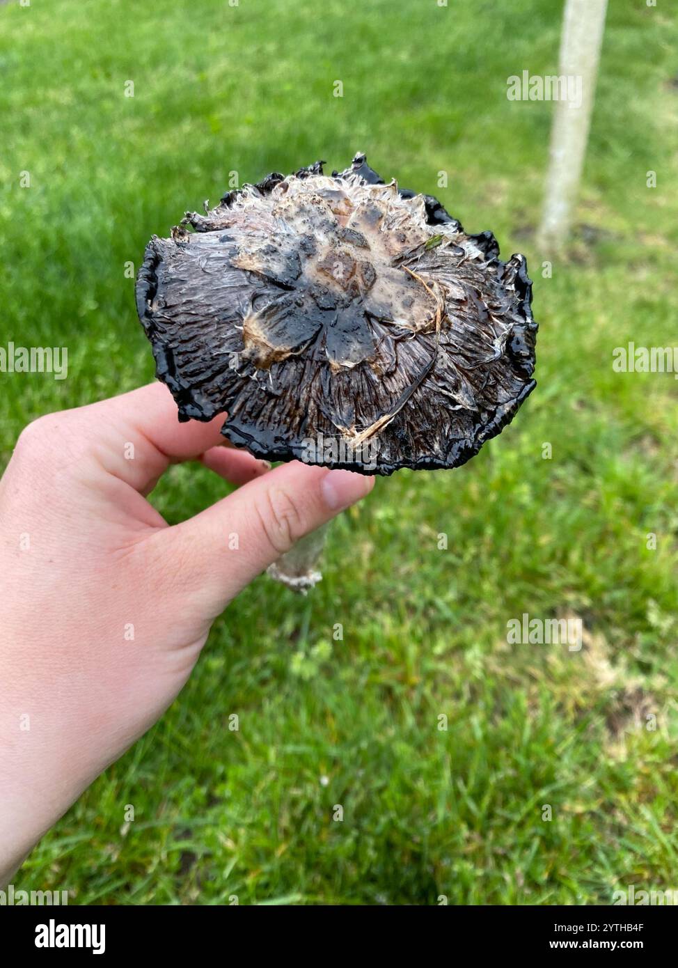 inky caps (Coprinus Stock Photo - Alamy