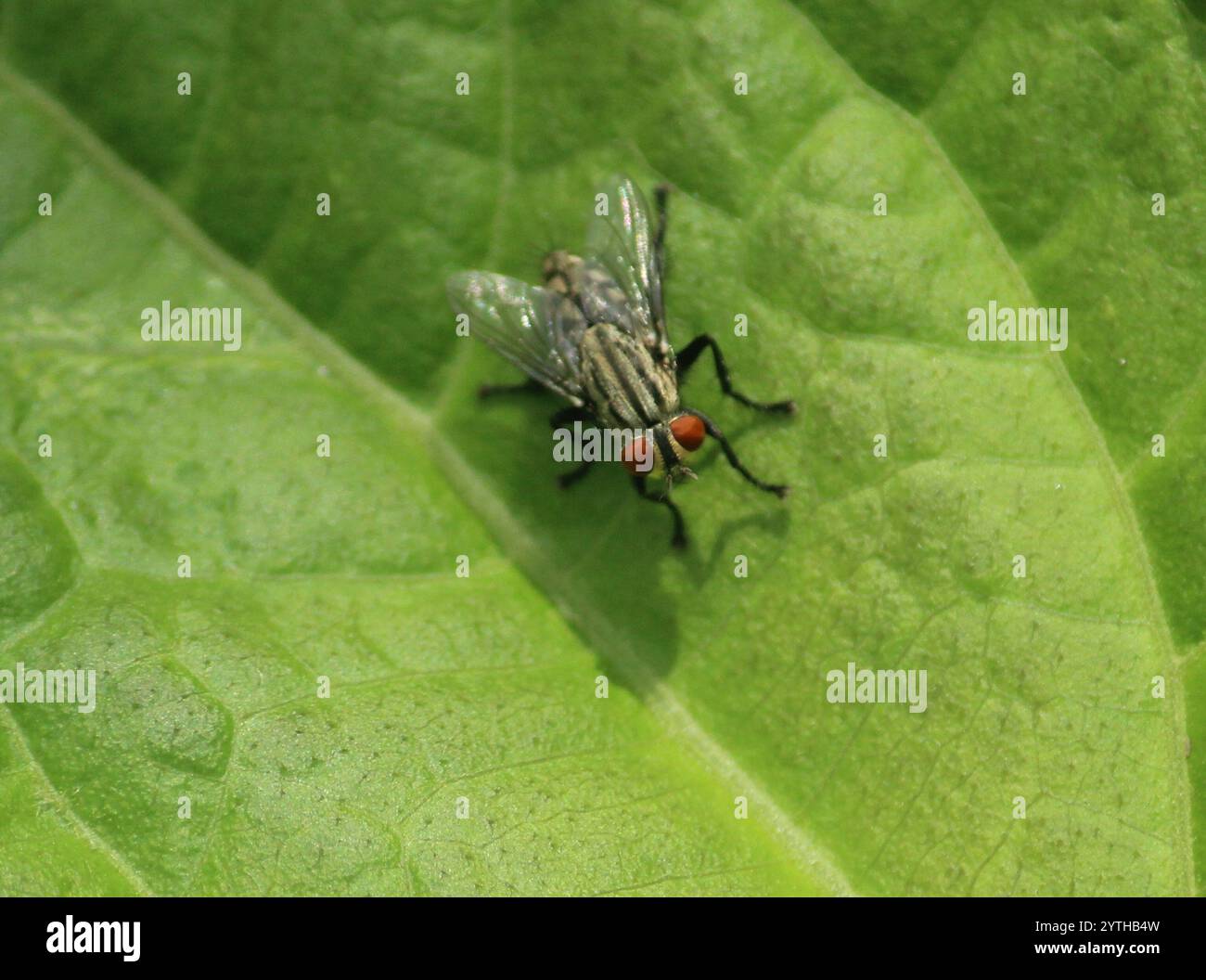 Common Flesh Flies (Sarcophaga Stock Photo - Alamy