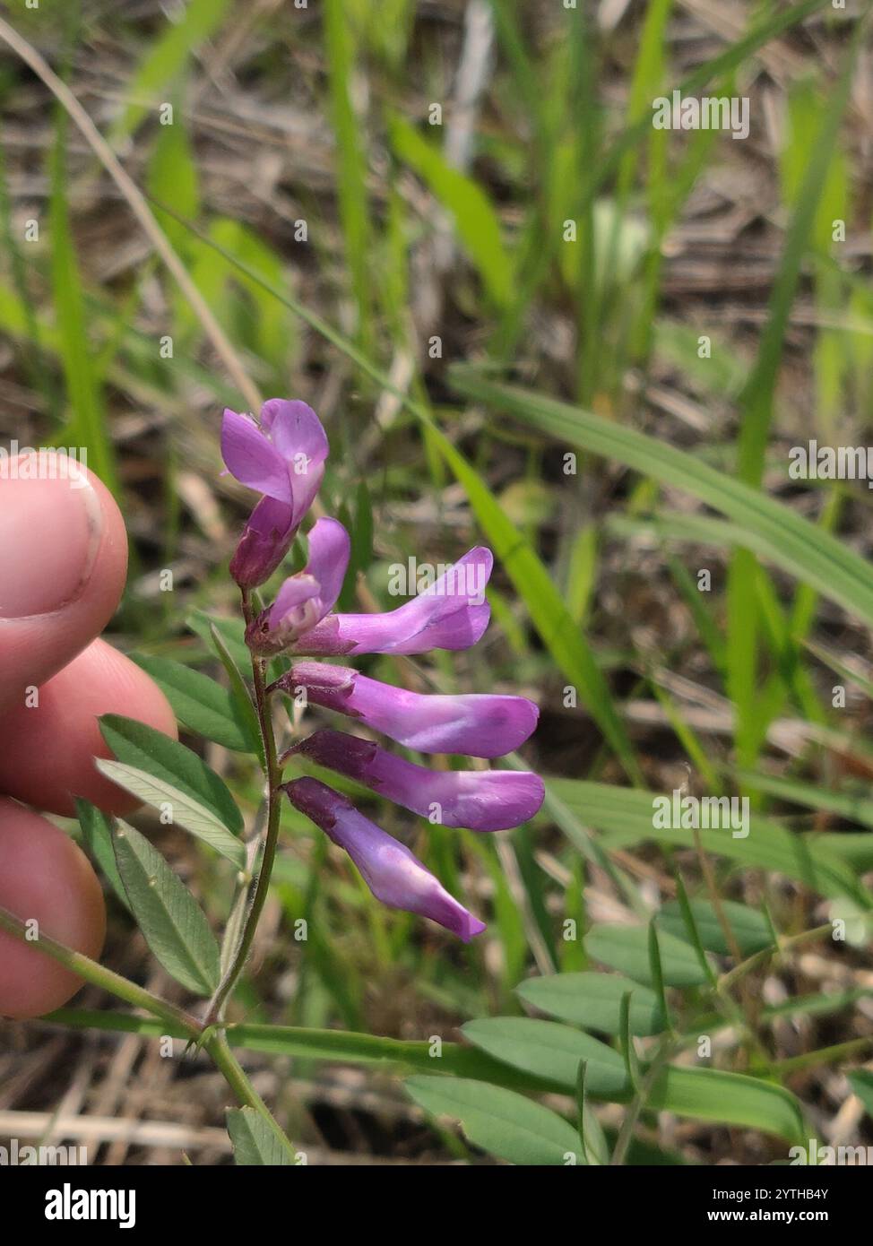 American vetch (Vicia americana Stock Photo - Alamy
