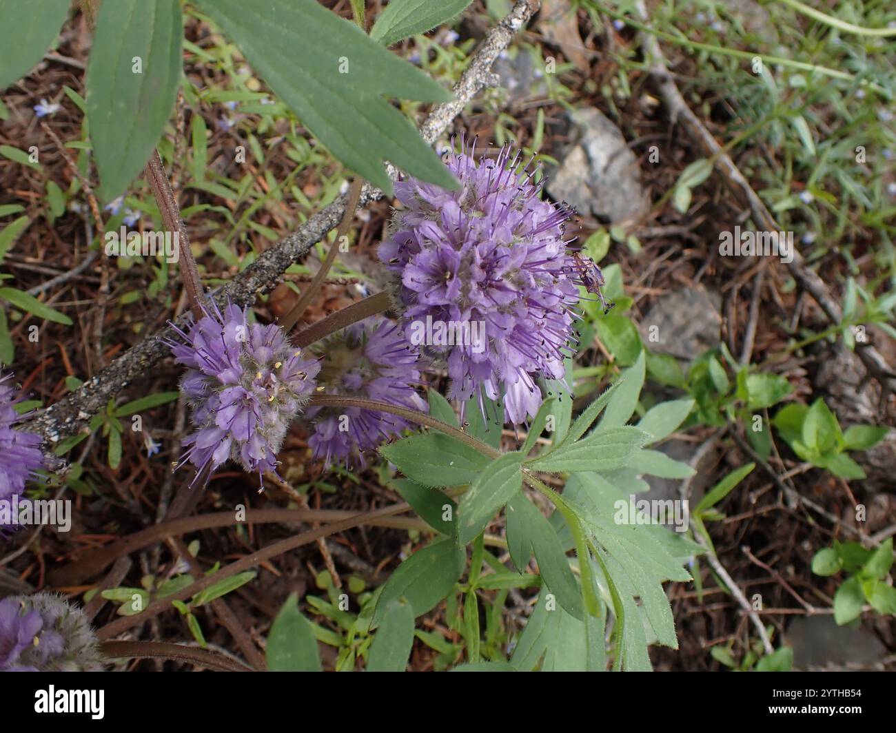 ballhead waterleaf (Hydrophyllum capitatum Stock Photo - Alamy