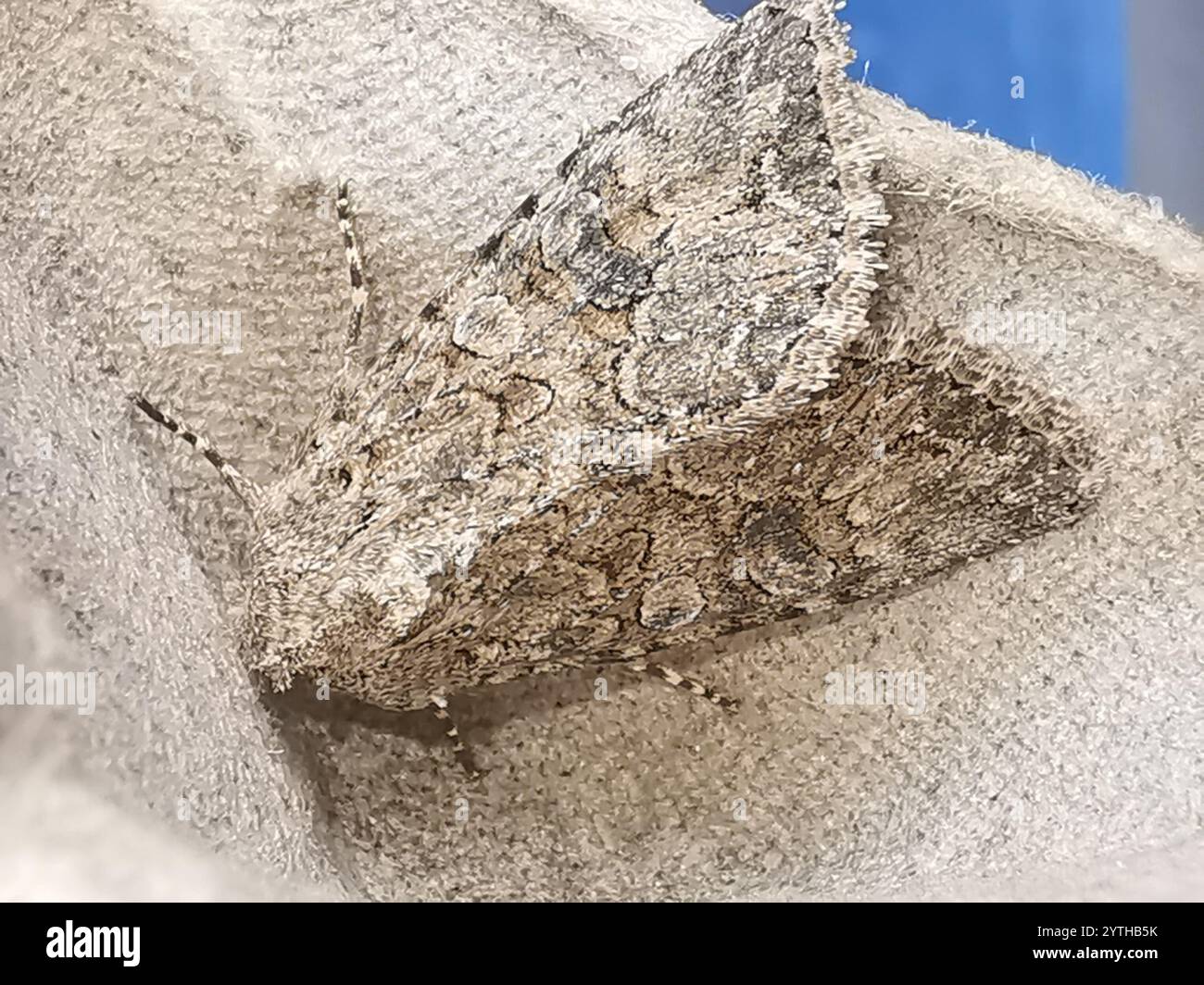 Nutmeg Moth (Anarta trifolii Stock Photo - Alamy