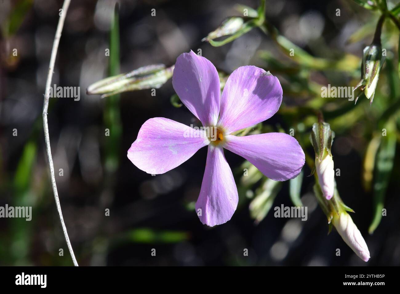 Longleaf Phlox (Phlox longifolia Stock Photo - Alamy