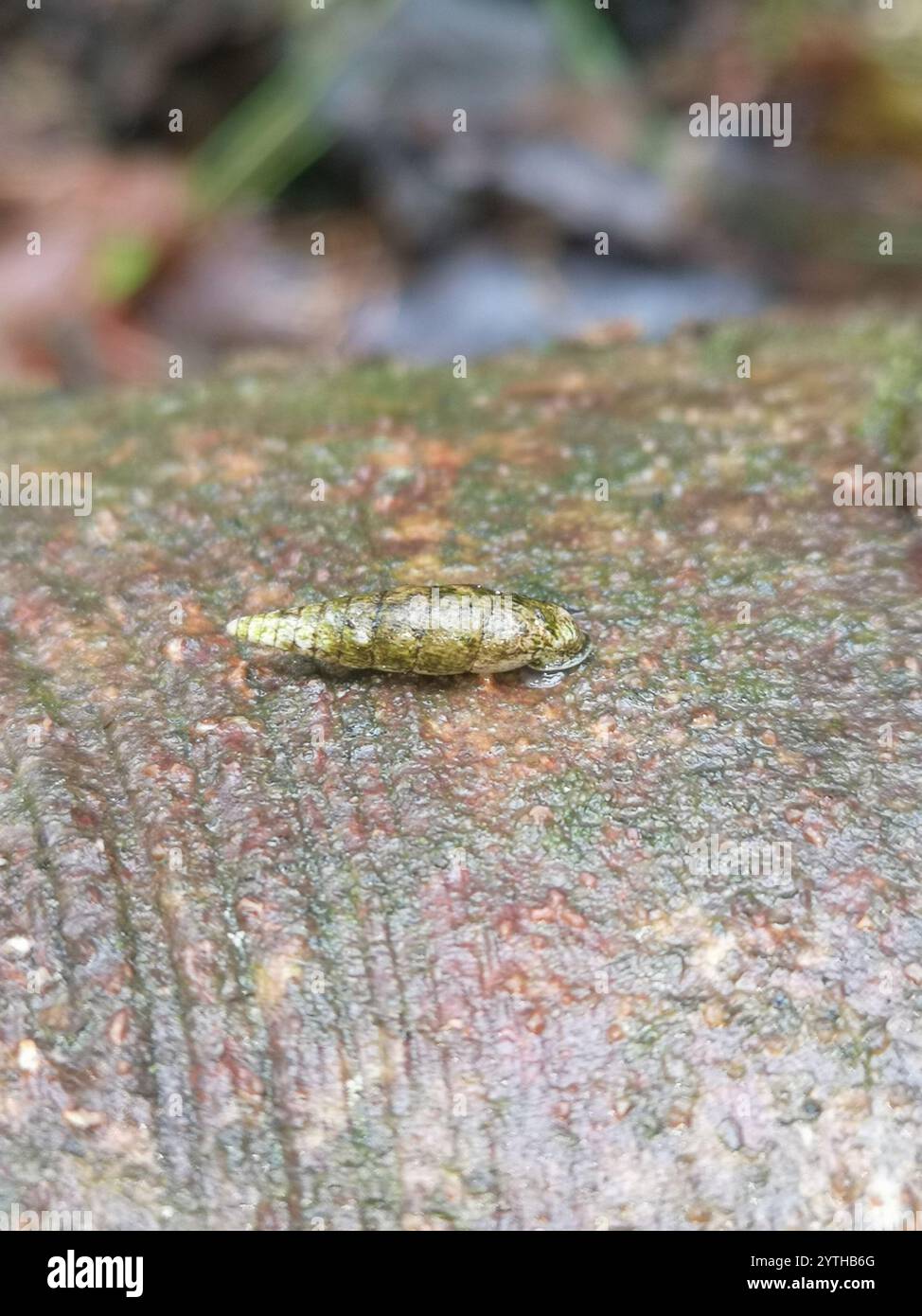 Plaited Door-snail (Cochlodina laminata Stock Photo - Alamy