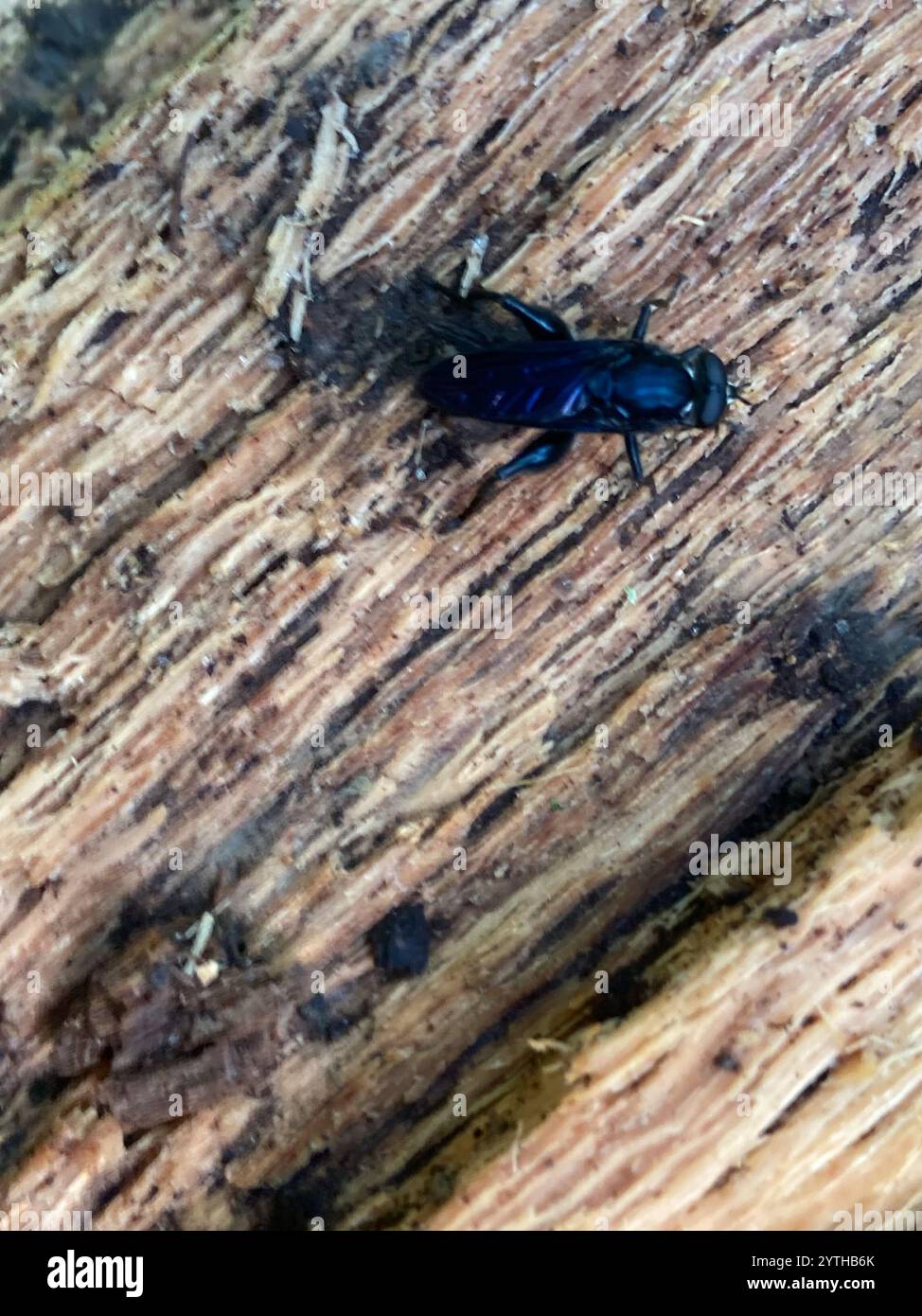 Chalcosyrphus hi-res stock photography and images - Alamy