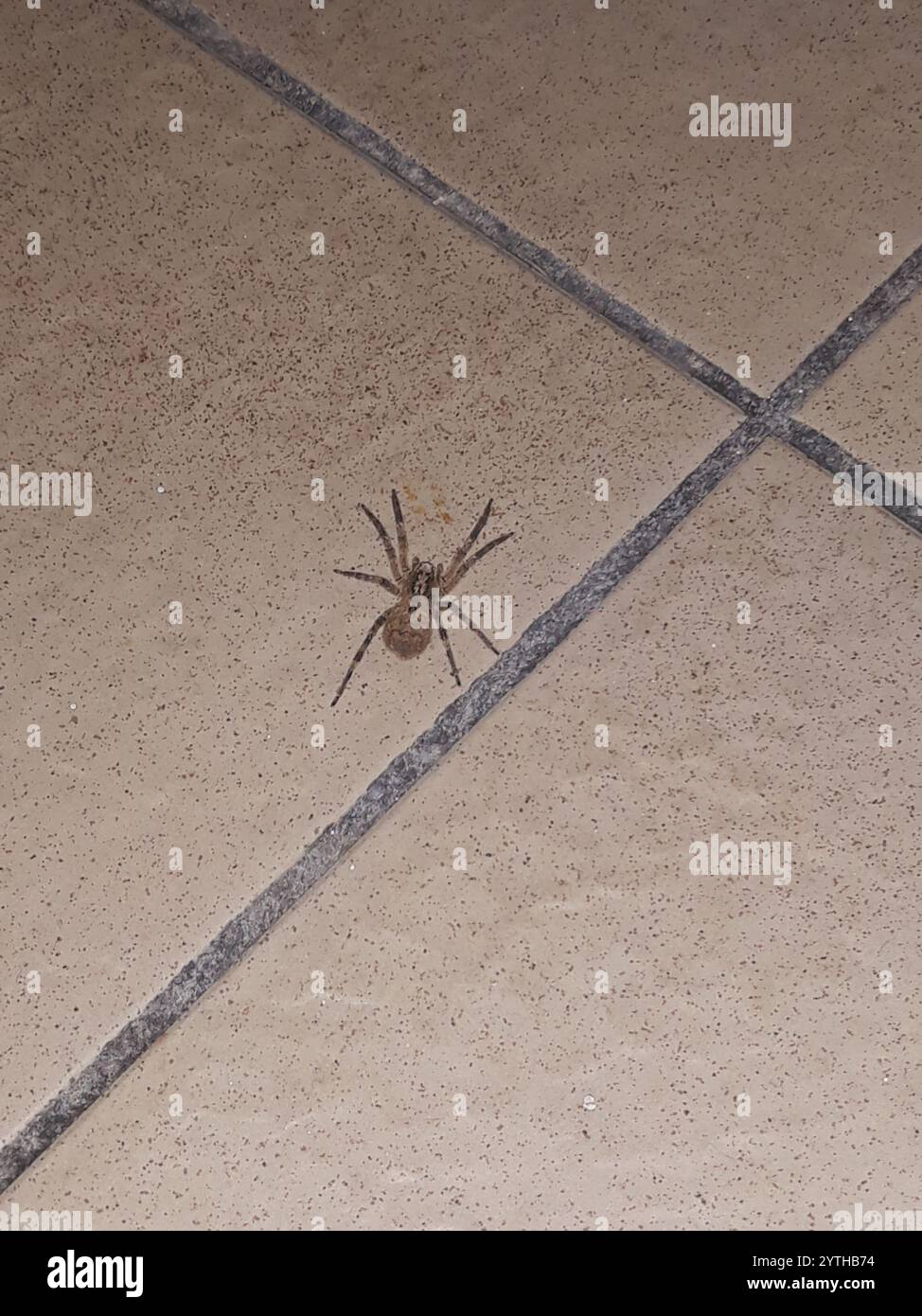 Mediterranean Spiny False Wolf Spider (Zoropsis spinimana Stock Photo ...