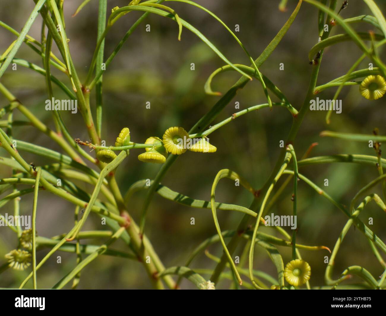 camel poison (Codonocarpus pyramidalis Stock Photo - Alamy