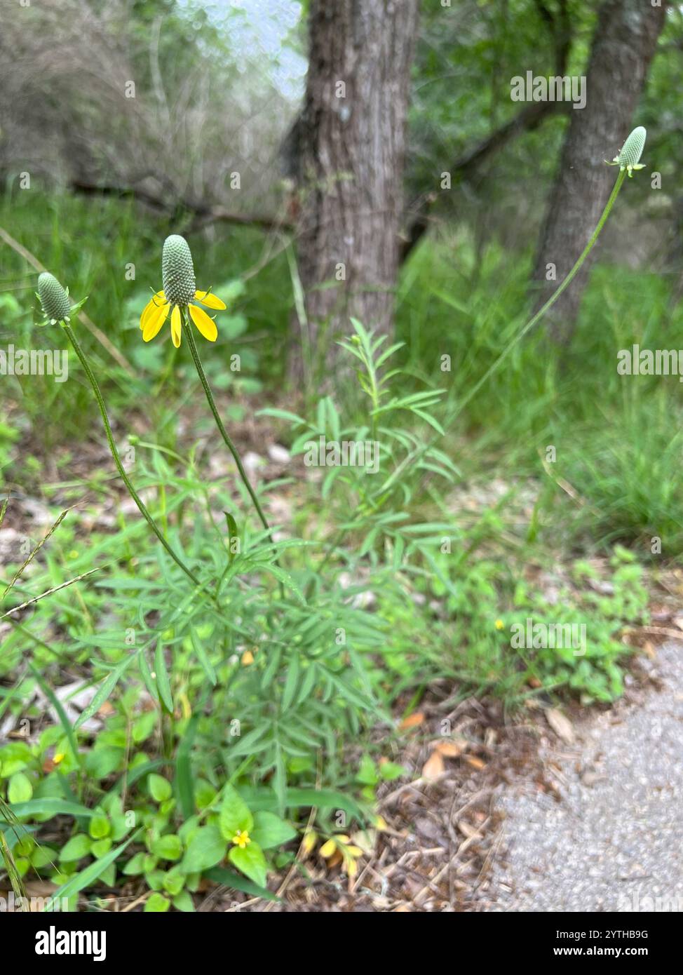 upright prairie coneflower (Ratibida columnifera Stock Photo - Alamy
