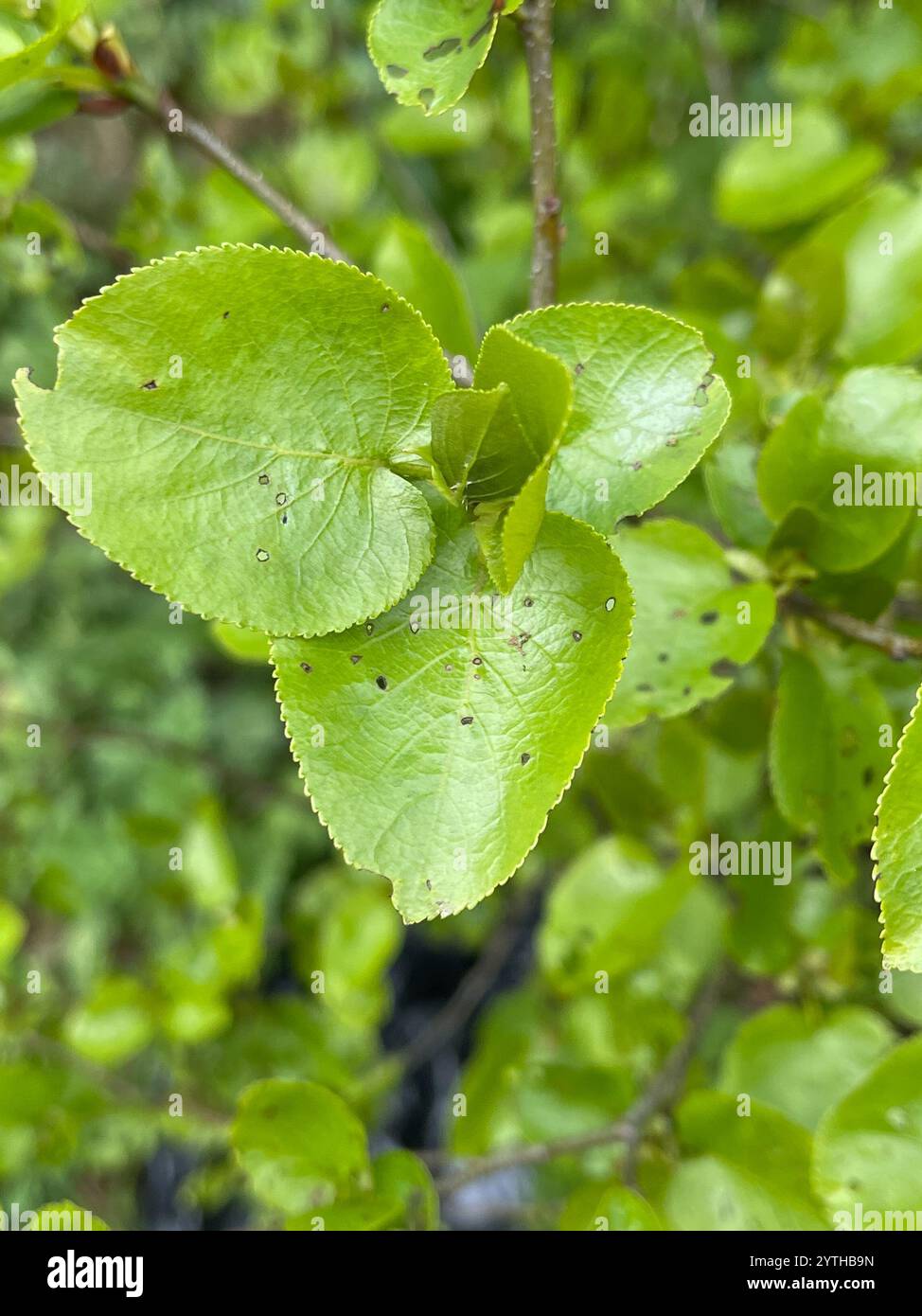 Italian alder (Alnus cordata Stock Photo - Alamy