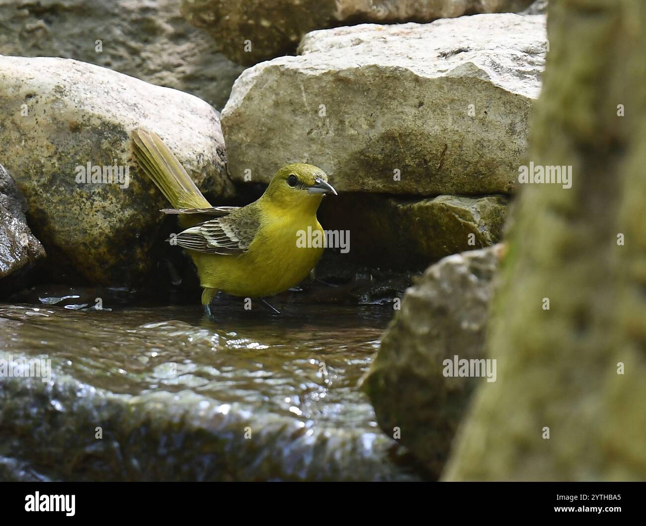 Orchard Oriole (Icterus spurius Stock Photo - Alamy