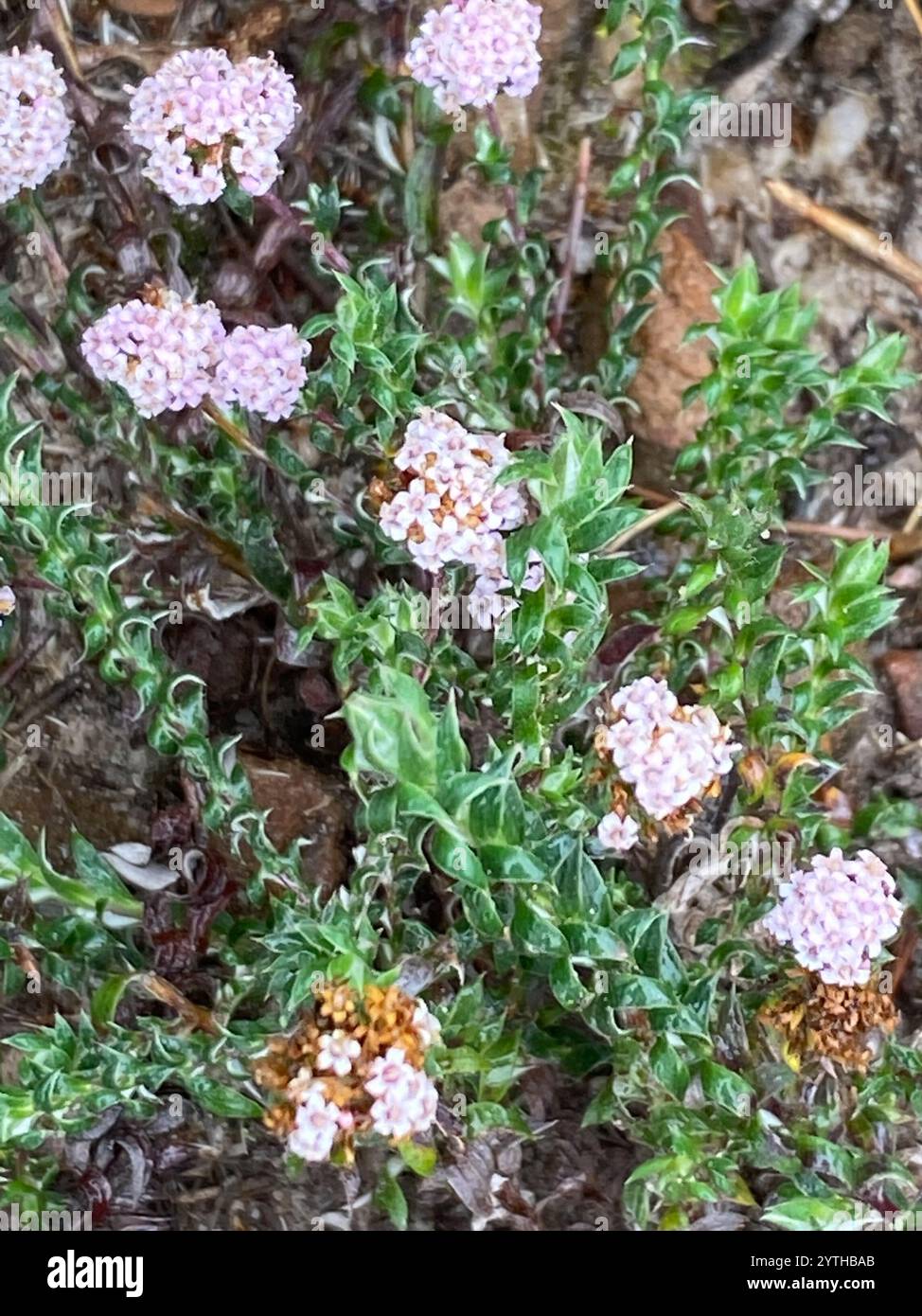 Creeping Snakebush (Stoebe prostrata Stock Photo - Alamy