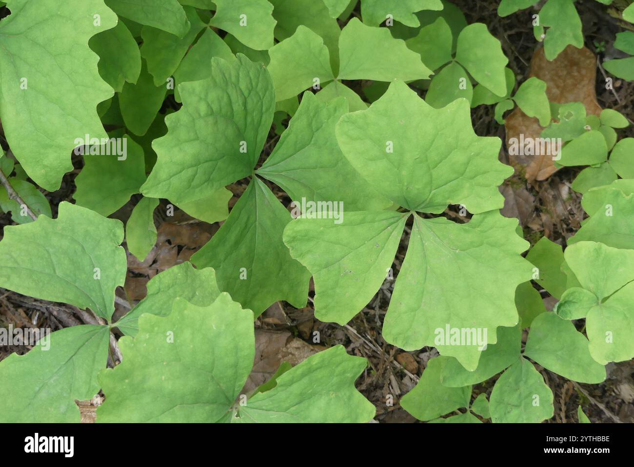 vanilla leaf (Achlys triphylla Stock Photo - Alamy