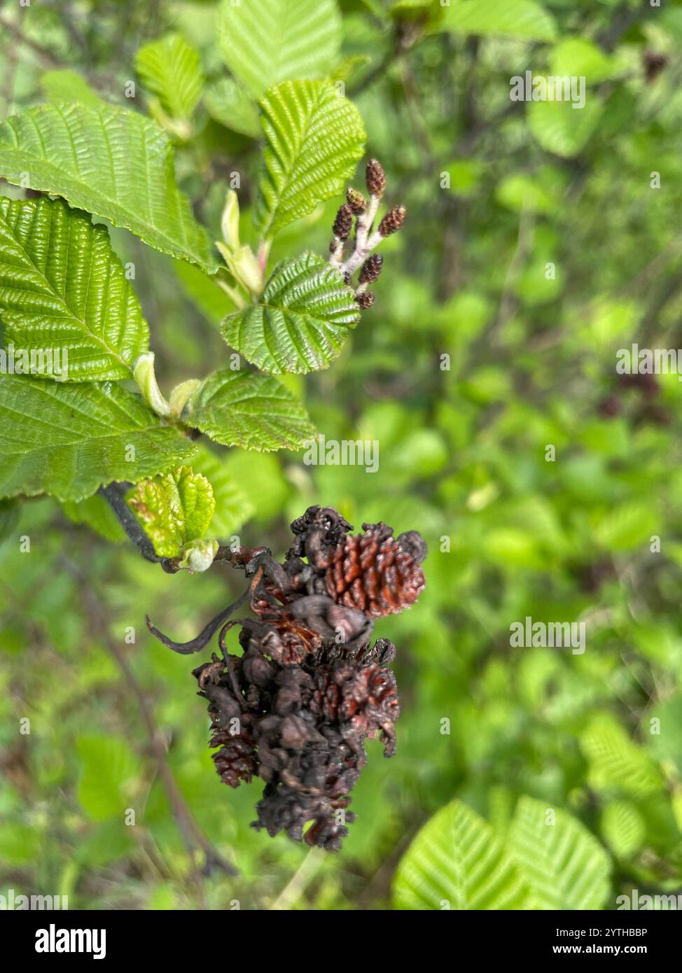 grey alder (Alnus incana Stock Photo - Alamy