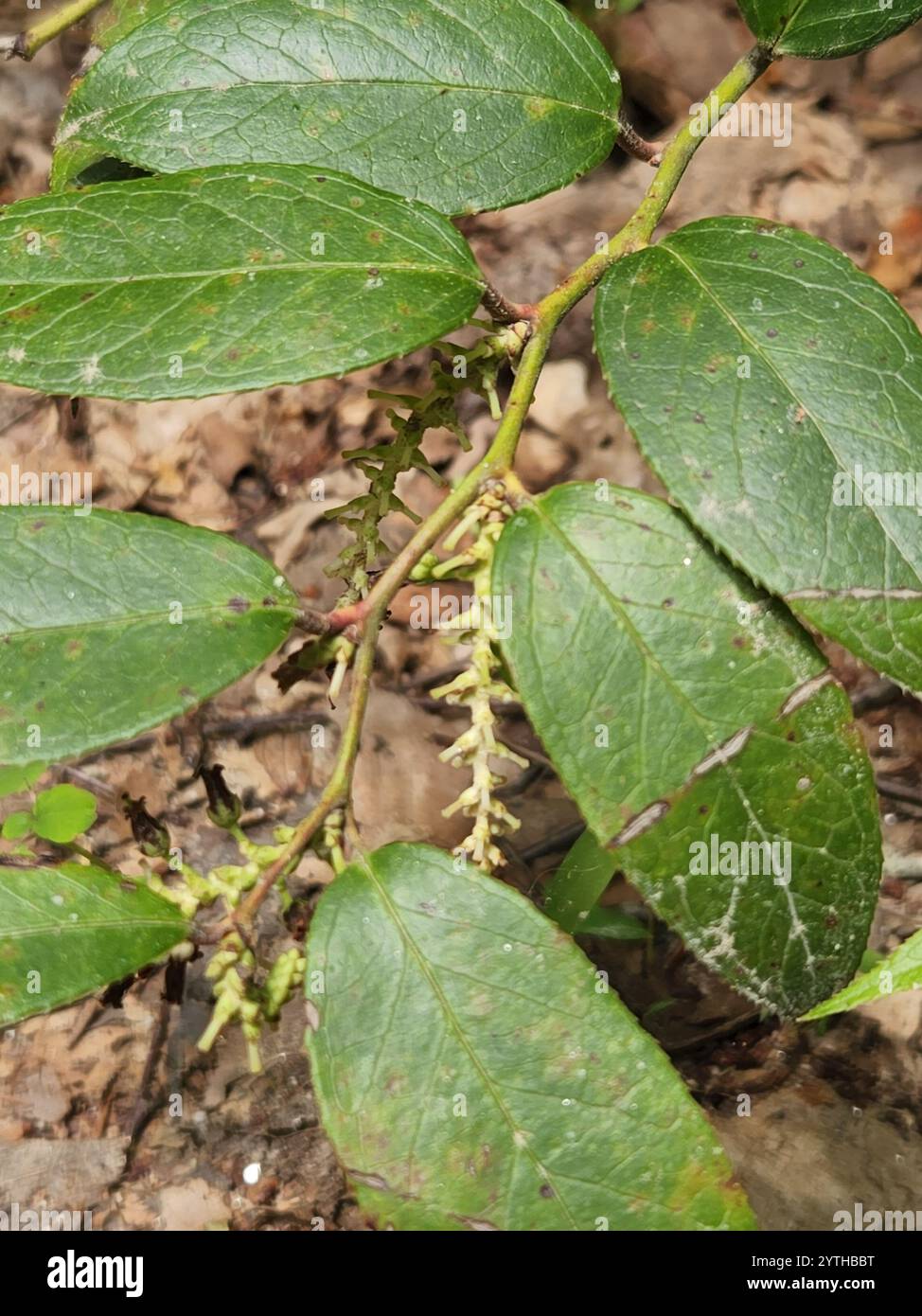 mountain doghobble (Leucothoe fontanesiana Stock Photo - Alamy