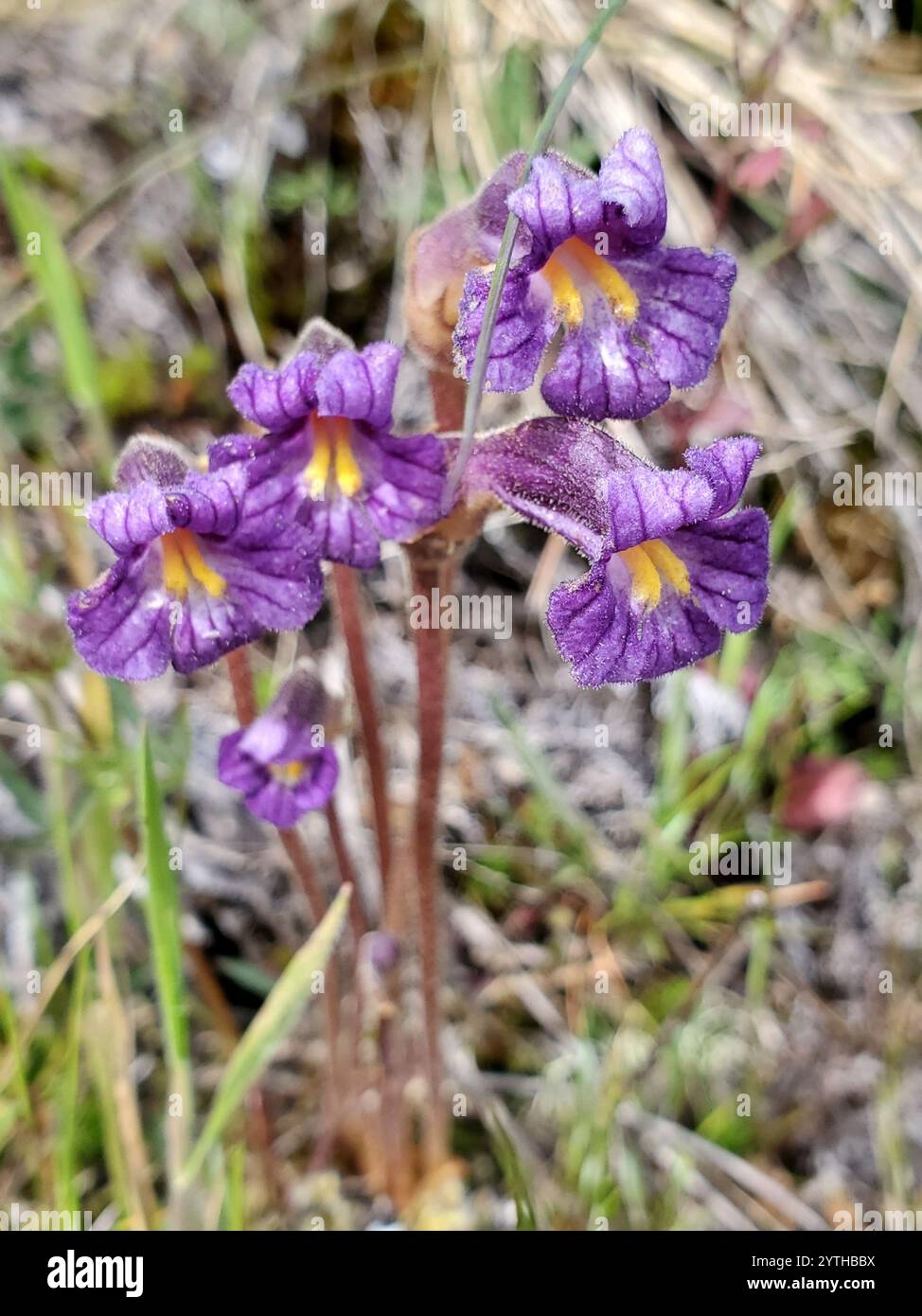 oneflower broomrape (Aphyllon purpureum Stock Photo - Alamy
