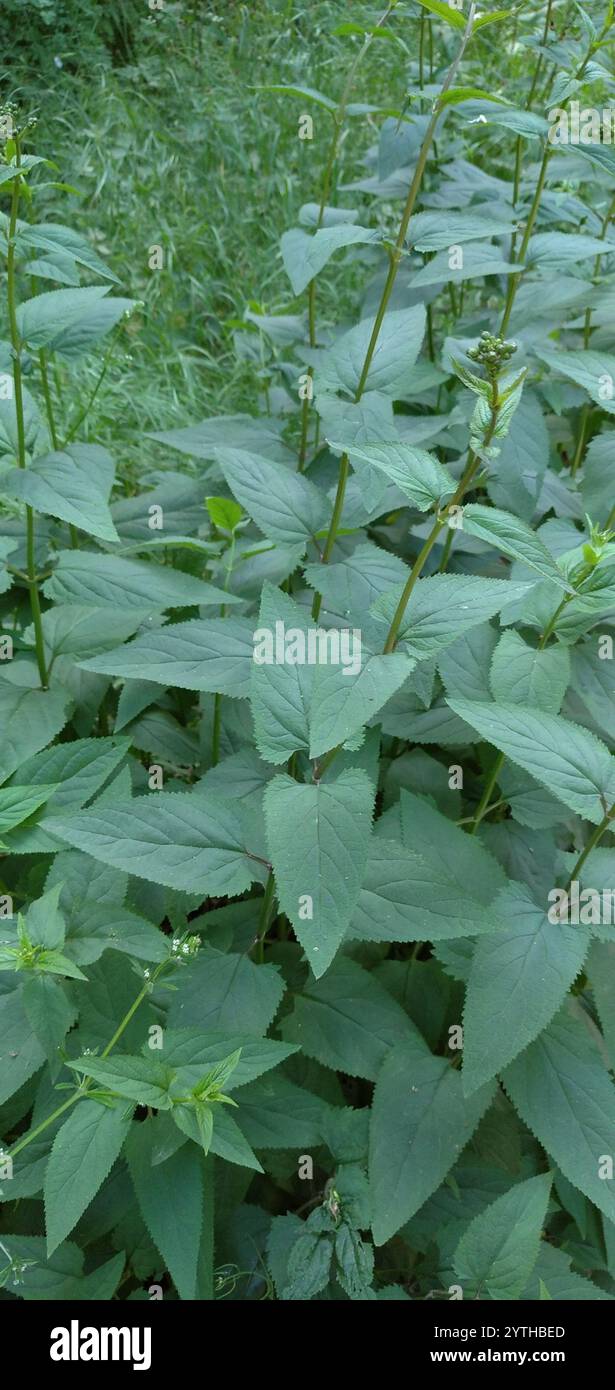 Common Figwort (Scrophularia nodosa Stock Photo - Alamy