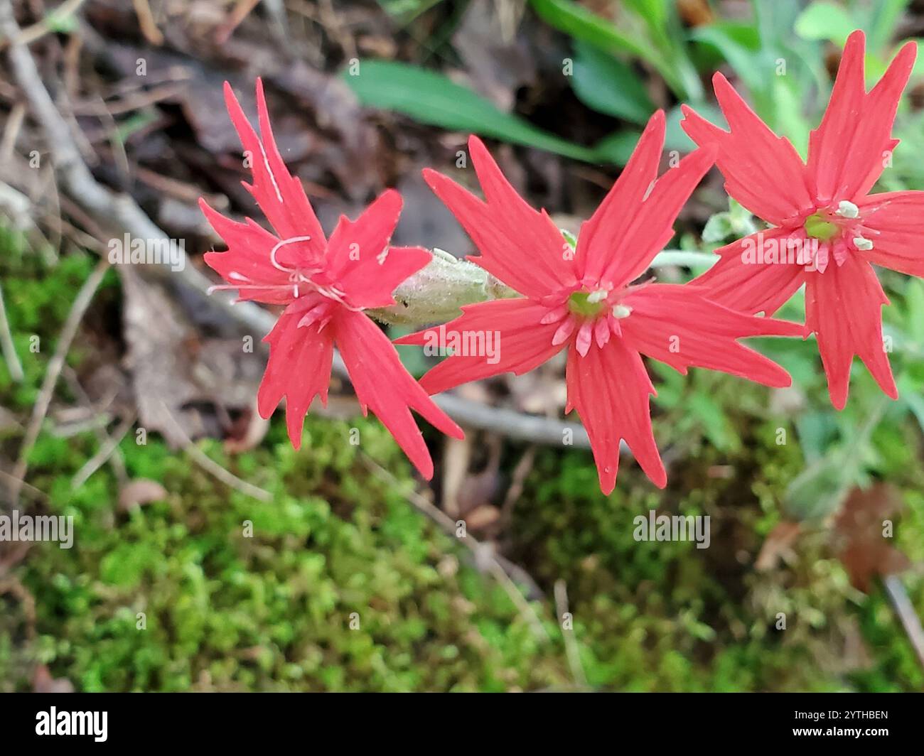 fire pink (Silene virginica Stock Photo - Alamy