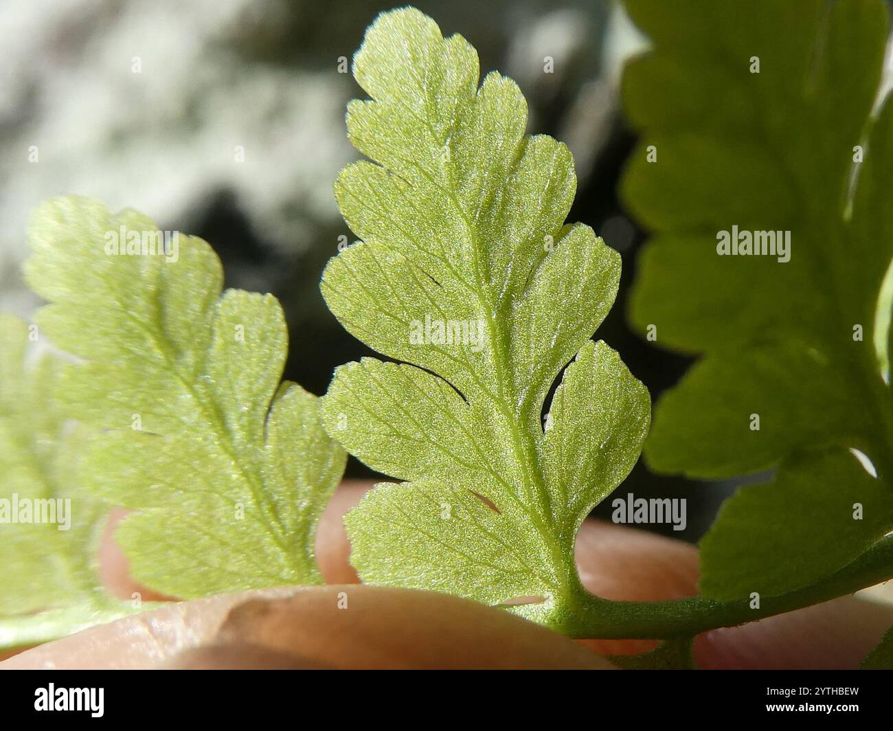 fragile ferns (Cystopteris Stock Photo - Alamy