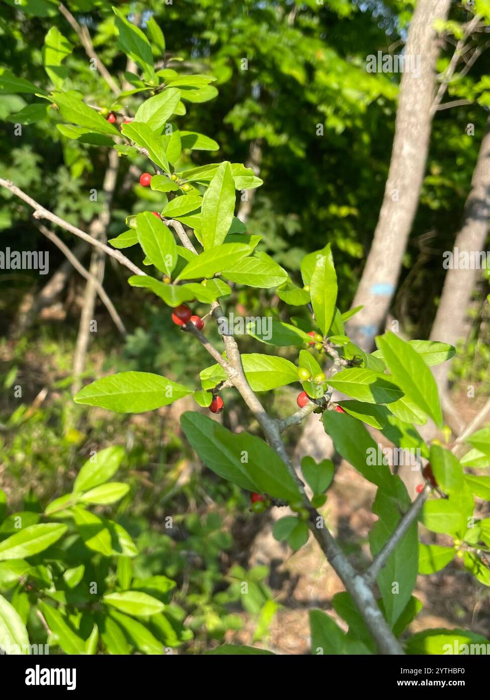 possumhaw (Ilex decidua Stock Photo - Alamy