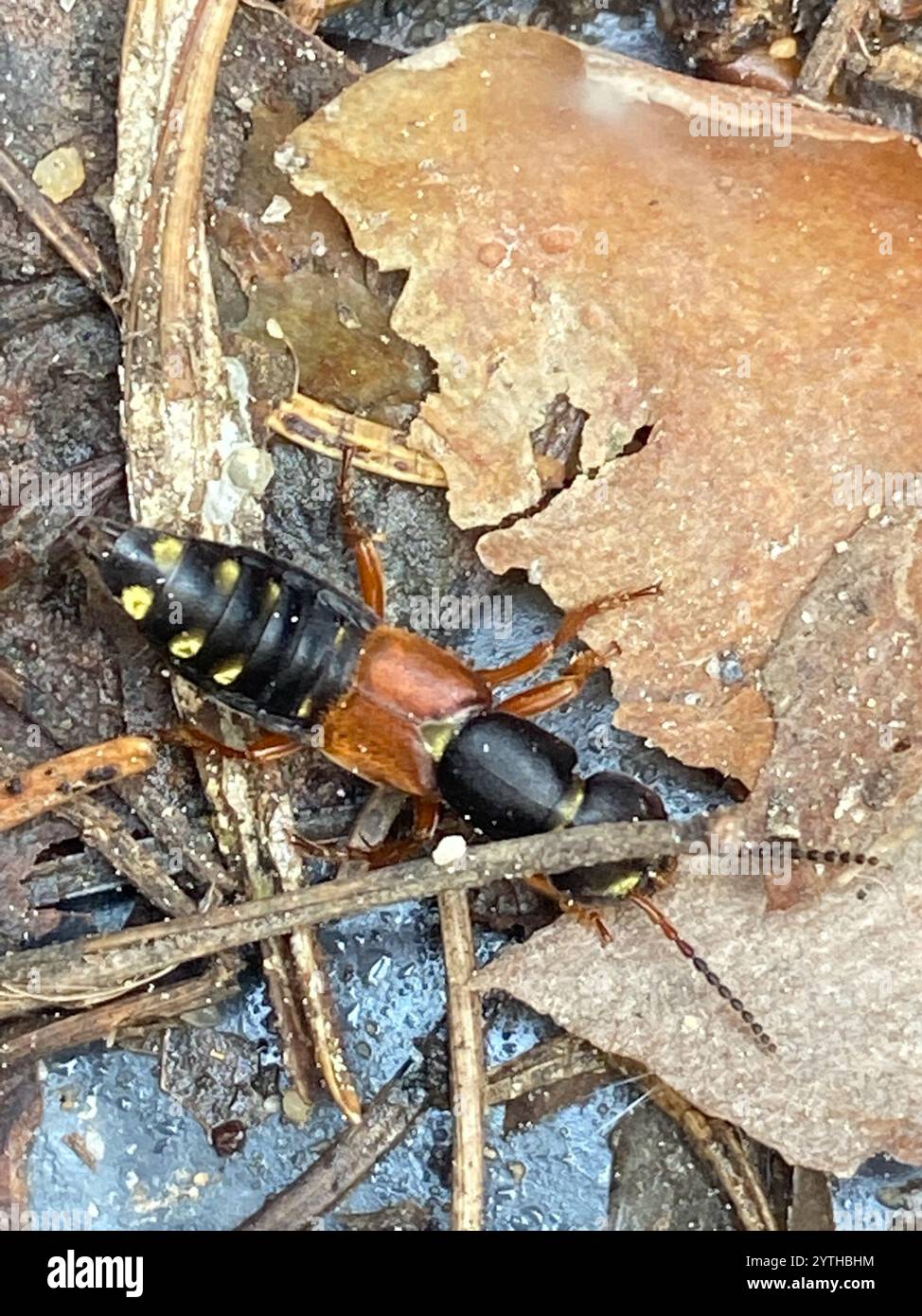 Staphylinus erythropterus hi-res stock photography and images - Alamy