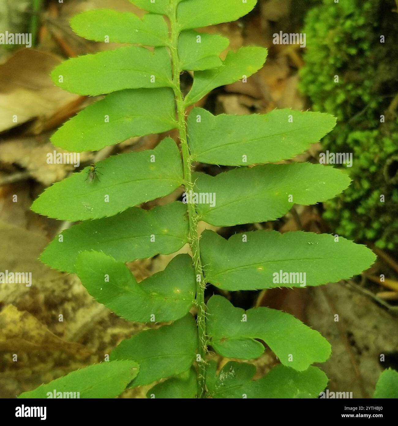 Christmas fern (Polystichum acrostichoides Stock Photo - Alamy