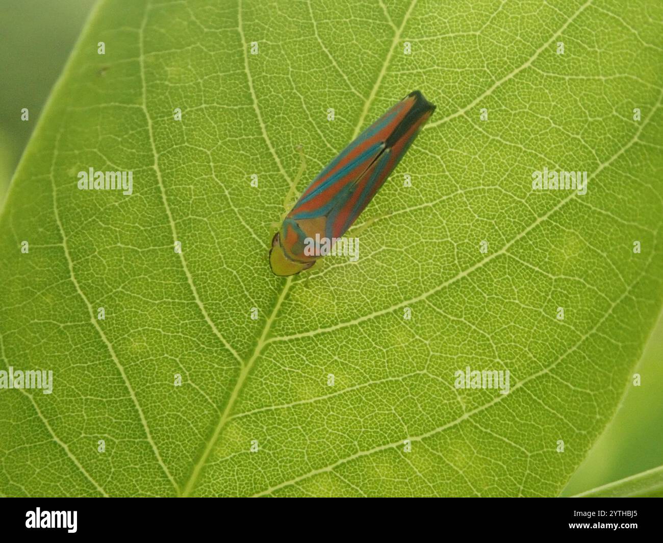 Red-banded Leafhopper (Graphocephala coccinea Stock Photo - Alamy
