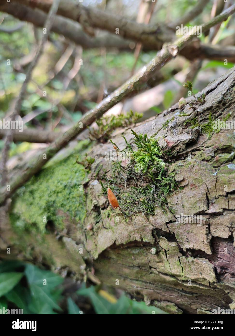 Lateral Cryphaea (Cryphaea heteromalla Stock Photo - Alamy