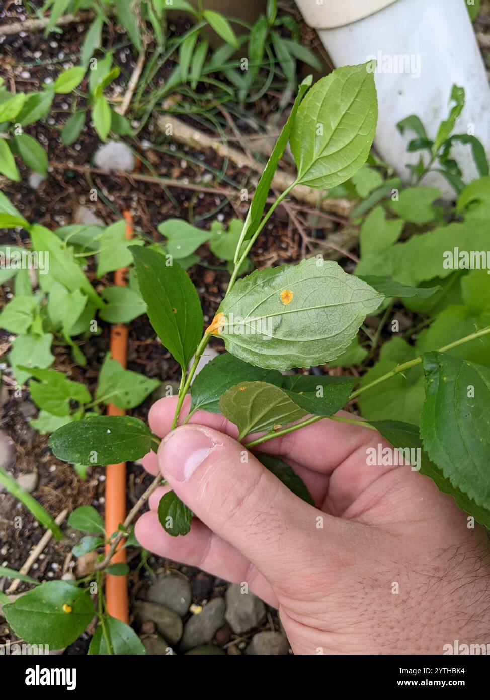 Crown Rust (Puccinia coronata Stock Photo - Alamy