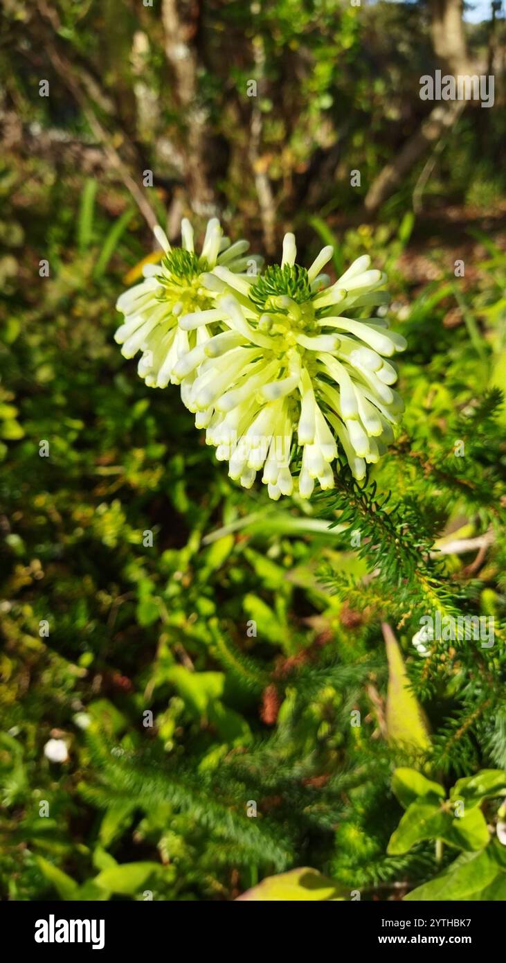Bottle Green Heath (Erica sessiliflora Stock Photo - Alamy