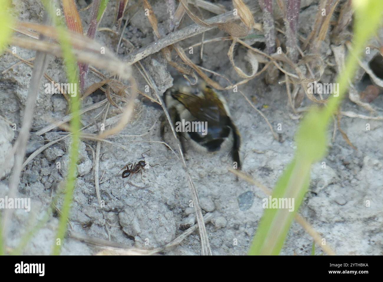 Western Collared Ant (Aphaenogaster occidentalis Stock Photo - Alamy