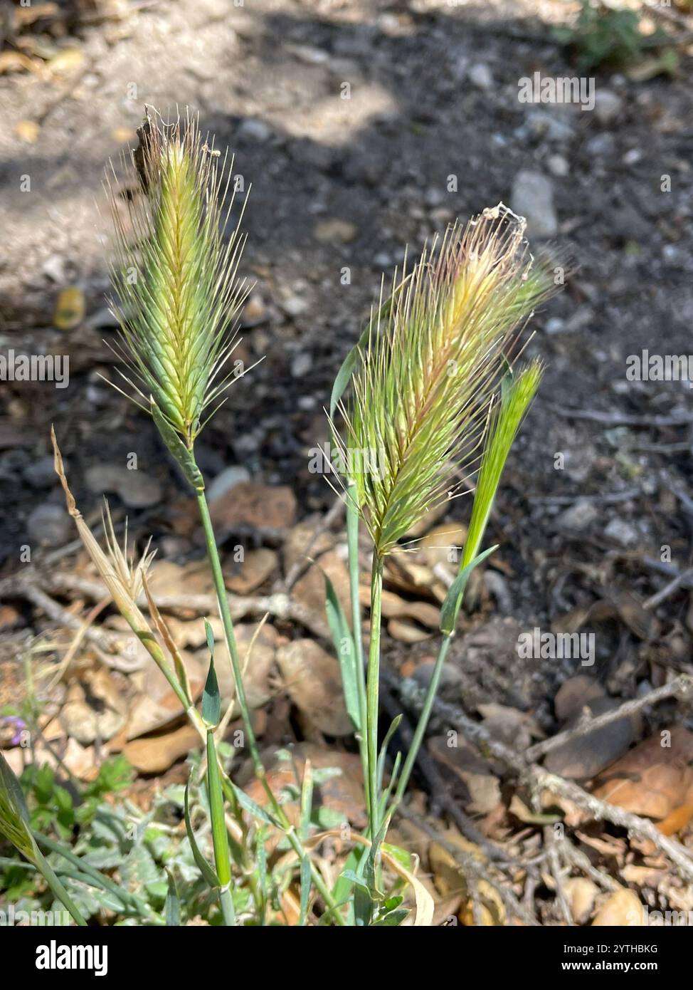 wall barley (Hordeum murinum Stock Photo - Alamy