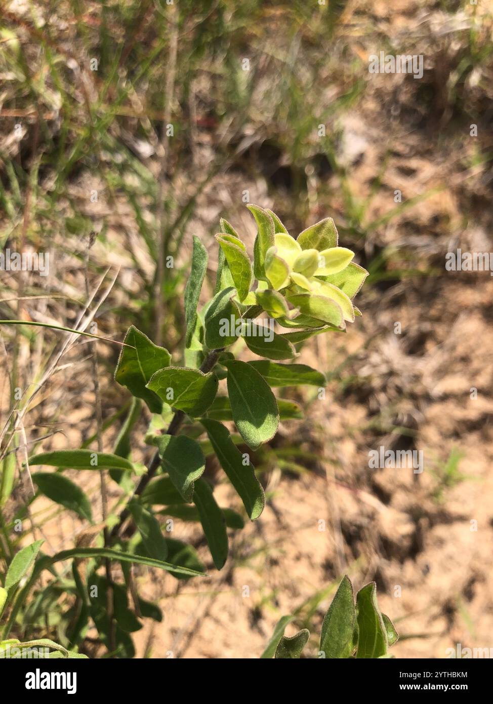 Dixie aster (Sericocarpus tortifolius Stock Photo - Alamy