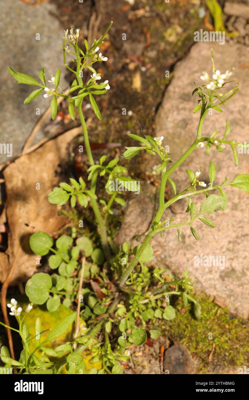 wavy bittercress (Cardamine flexuosa Stock Photo - Alamy