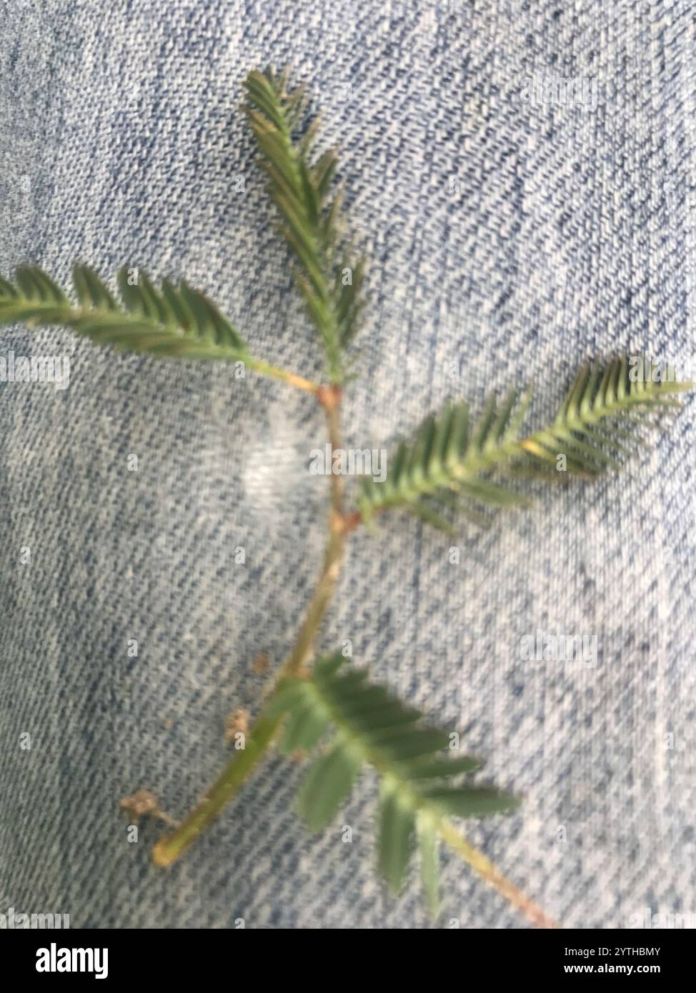 Tropical puff (Neptunia pubescens Stock Photo - Alamy