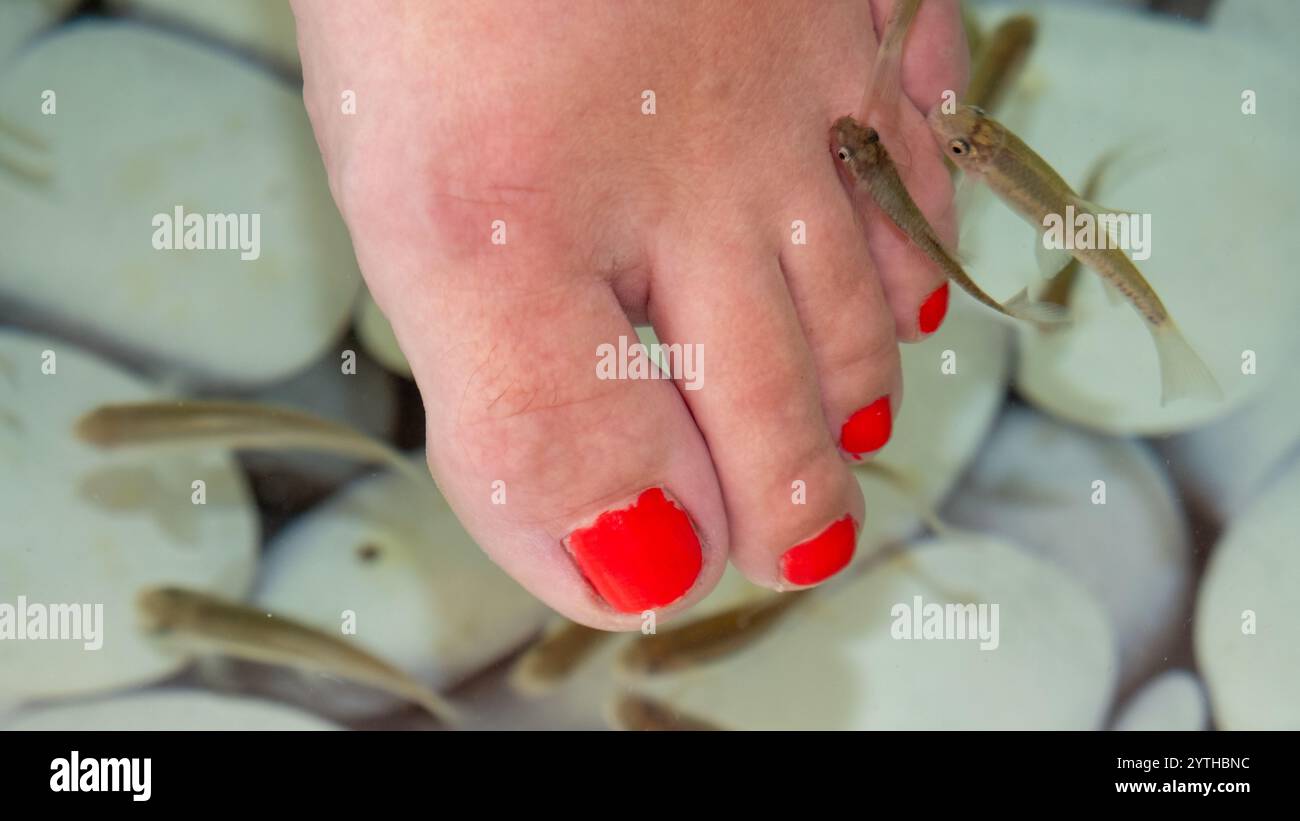 Fish pedicures are a type of foot treatment that aims to give people ...