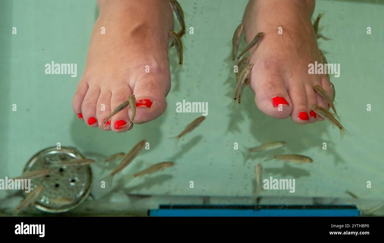 Fish pedicures are a type of foot treatment that aims to give people ...