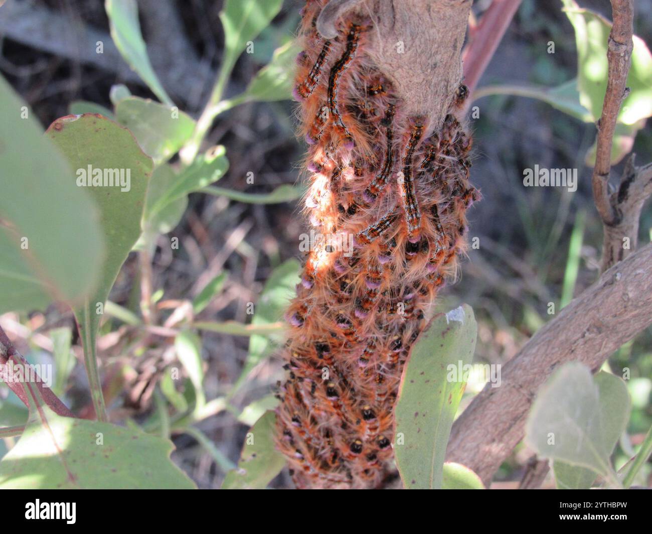 Cape Lappet (Eutricha capensis Stock Photo - Alamy