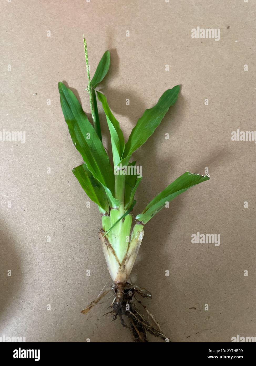 broadleaf carpetgrass (Axonopus compressus Stock Photo - Alamy