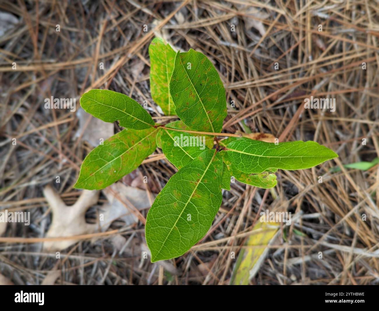 Gopher apple (Geobalanus oblongifolius Stock Photo - Alamy