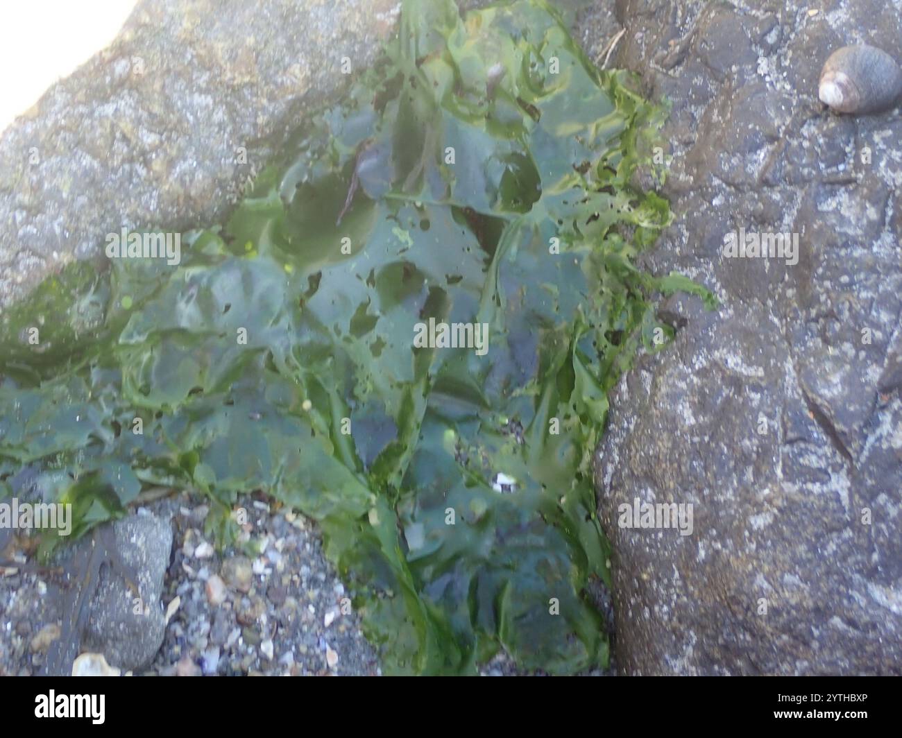 Broadleaf Sea Lettuce (Ulva lactuca Stock Photo - Alamy