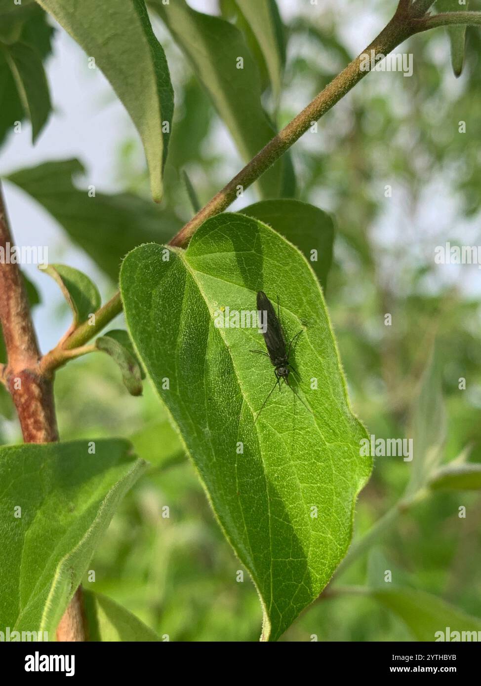 Little Black Caddisflies (Chimarra Stock Photo - Alamy