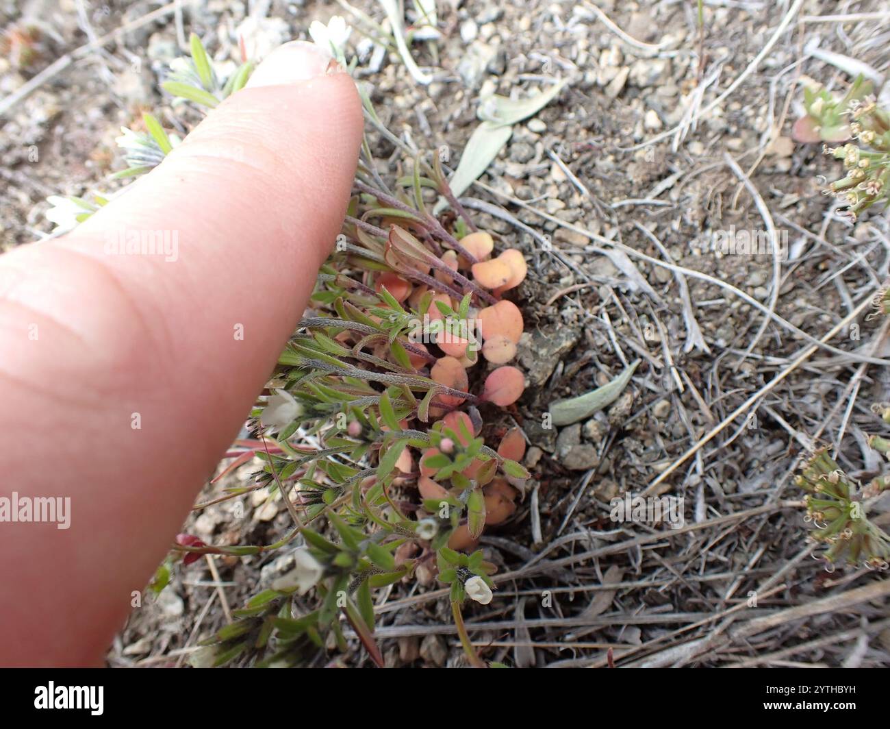 corn gromwell (Buglossoides arvensis Stock Photo - Alamy