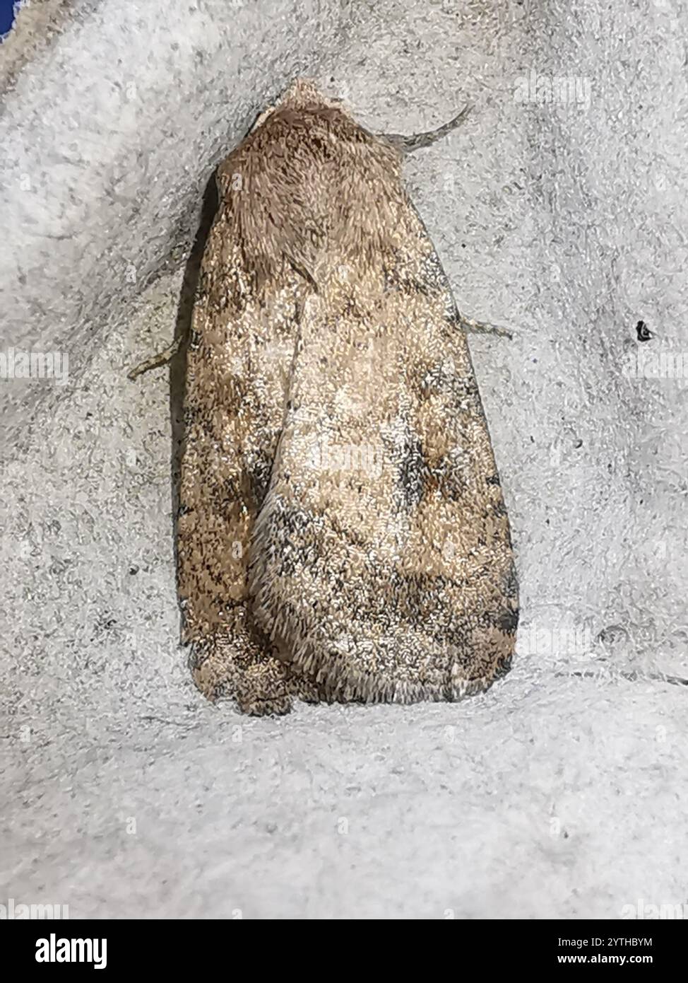 Mottled Rustic (Caradrina morpheus Stock Photo - Alamy